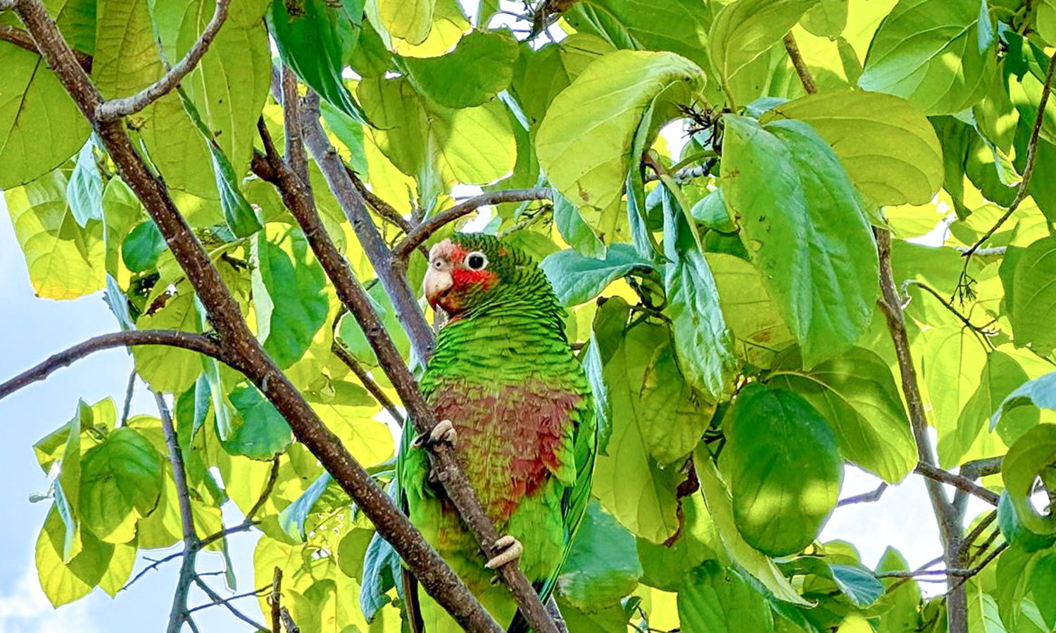 Spot The Vibrant Cayman Parrot! - Villas of the Galleon